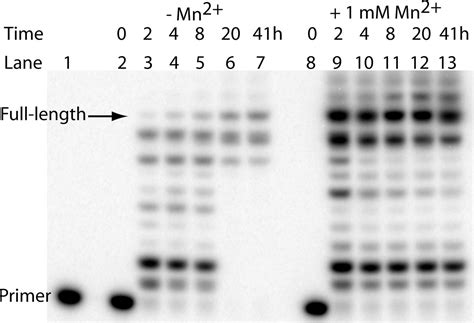 Enzymatic Synthesis Technology For Nucleic Acid Drugs Nucleic Acid