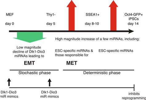 Model Of Reprogramming Stages Initially The Cell Population Undergoes Download Scientific