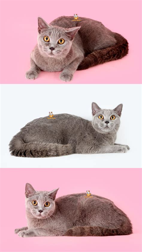 Juliet Kucing British Short Hair Bulan Betina Katze Nesia