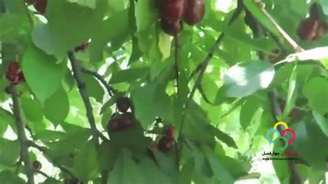 چگونه گیلاس صادراتی را از گیلاس غیر صادراتی تشخیص بدهیم؟ نماشا