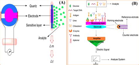 Schematic Of A Qcm And B Electrochemical Biosensor Download Scientific Diagram