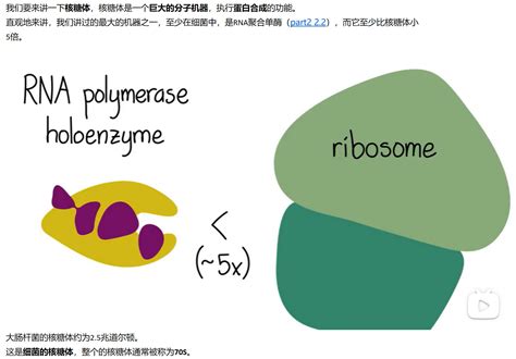 Mit 分子生物学 Part3 1 11 细菌核糖体结构概述 哔哩哔哩