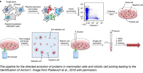 Hot Plasmids March 2019 Anti Crispr 2in1 Cloning Fluorescent Voltage Indicators And