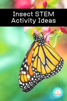 28 Insect STEM Activities Ideas Stem Activities Activities Science Activities