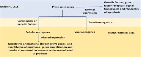 1 Relationship Between Proto Oncogenes And Oncogenes Transforming Download Scientific Diagram