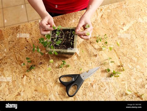 Woman Preparing To Prune A Plant Stock Photo Alamy