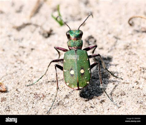 Detailed Macro Of A Green Tiger Beetle Cicindela Campestris Stock