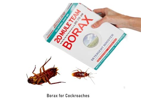 Does Borax Kill Cockroaches Pestweek