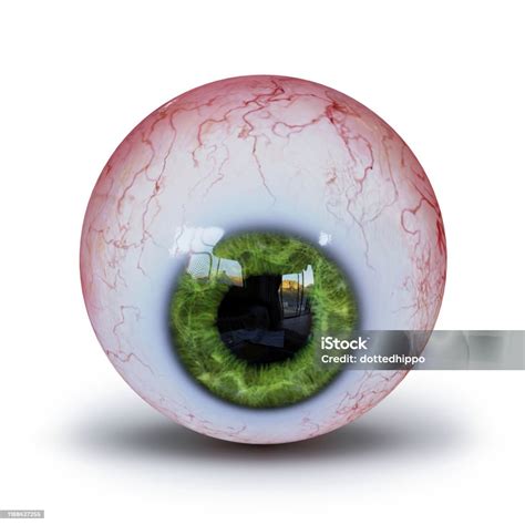 흰색 배경에 그림자로 고립 된 녹색 홍채가있는 인간의 안구 3차원 형태에 대한 스톡 사진 및 기타 이미지 3차원 형태 검안 공 스포츠 장비 Istock