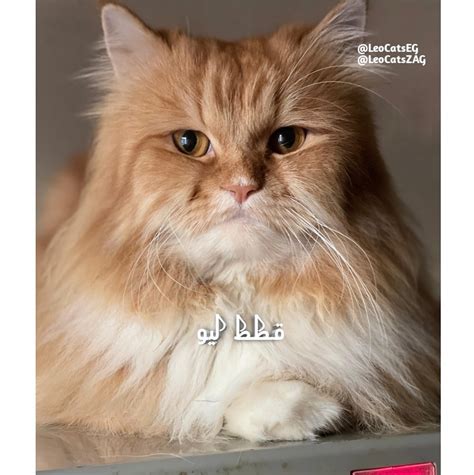 لقاتو حامض 🍋🍋 قطط قط قطتي Cat Kitty Animals Maroc المغرب