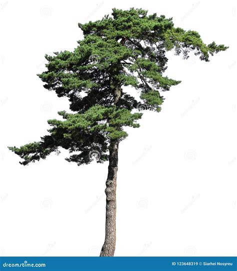 Scotch Fir Conifer Tree Isolated Stock Image Image Of Decoration Natural 123648319