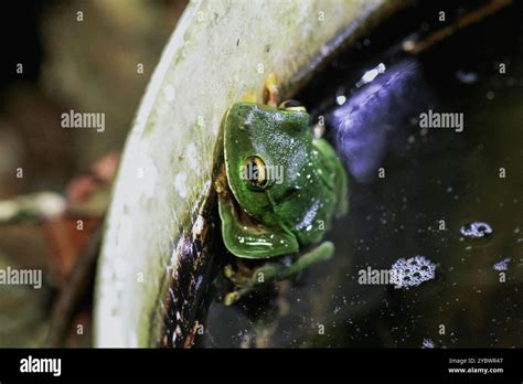 A Taipei Tree Frog Is Partially Submerged In A Water Filled Container Laying A Frothy Egg Mass
