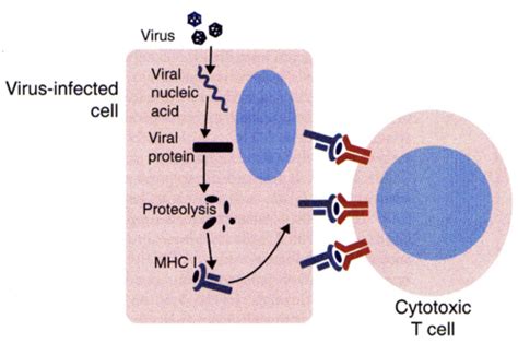 Lecture 12 Cytotoxic T Cell Flashcards Quizlet Lecture 12 Cytotoxic T Cell Flashcards Quizlet