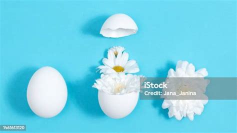 깨진 흰색 닭고기 달걀에 자연 흰색 국화 꽃 아름답고 새로운 탄생의 창조적 인 개념 부활절 휴일 0명에 대한 스톡 사진 및 기타 이미지 Istock