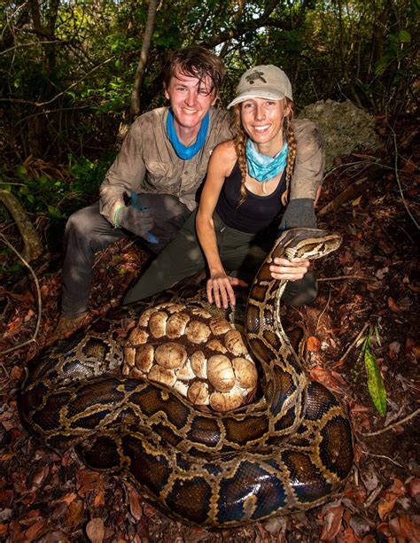 How Much Does Florida Pay Python Hunters For Eliminating Snakes