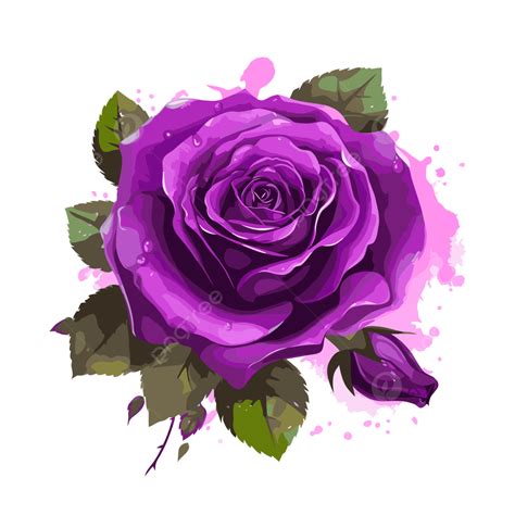 보라색 장미 벡터 스티커 클립 아트 검은 보라색 수채화 장미 수채화 배경 만화에 고립 상표 클립 아트 Png 일러스트 및 벡터 에 대한 무료 다운로드 Pngtree