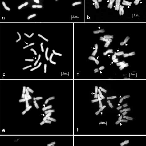 Fluorescence Staining Cma A C E G And Dapi B D F H Of Somatic Download Scientific