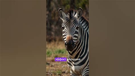 Невидимые полосы зебры интересныефакты топ5 путешествия необычныеместа приключения Youtube