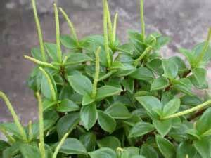 Leaf Modifications BIOL APBI 210 Lab Information