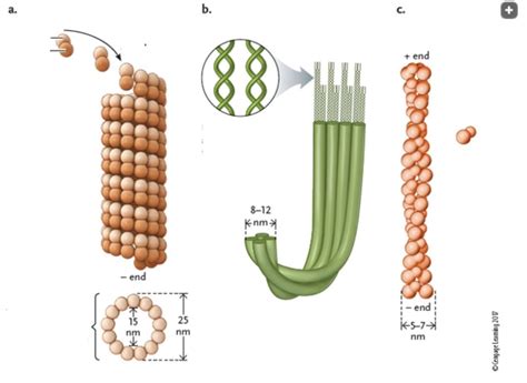 Cytoskeleton Diagram Quizlet