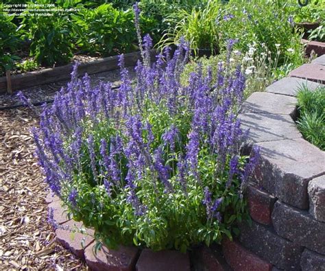 Plantfiles Pictures Salvia Mealy Cup Sage Mealycup Sage Victoria