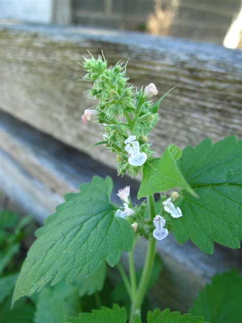 The Joyce Road Neighborhood Wildflower Catnip