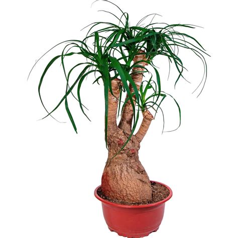 Комнатные цветы с толстым стволом 78 фото