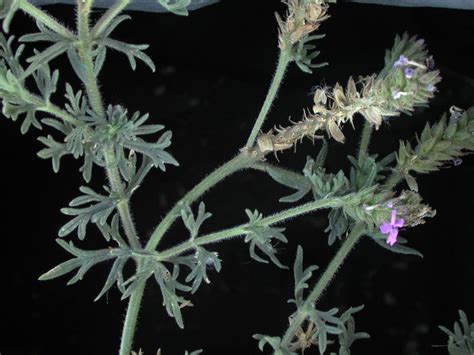 Verbena Cuáles Son Los Beneficios A La Salud Que Atribuyen A Esta Planta Infobae