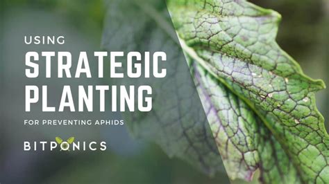 How To Kill Aphids Once And For All