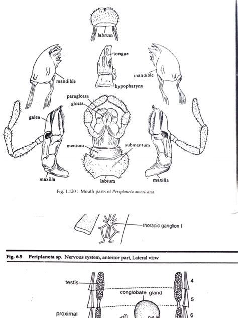 Dissection Of Cockroach Dr Pdf Organ Anatomy Anatomy