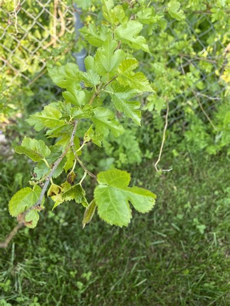 Sapling Identification Dayton Ohio Rtreeidentification