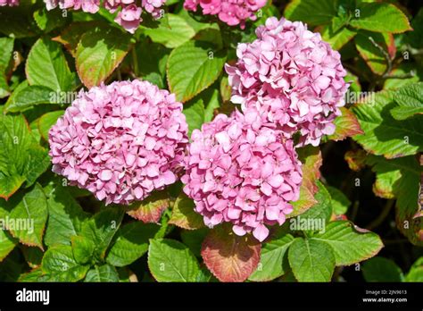 Hydrangea Macrophylla Flowering Outdoors In The Summer In East
