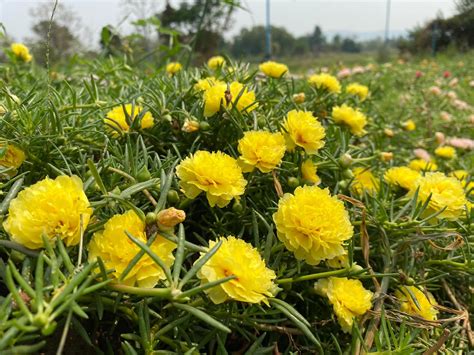 วัดสวนพร้าวดงบัง อำเภอยางตลาด จังหวัดกาฬสินธุ์ วิหารองค์หลวงปู่สา Added วัดสวนพร้าวดงบัง