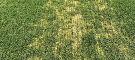 Pythium Diseases In Uk Turfgrass Pitchcare