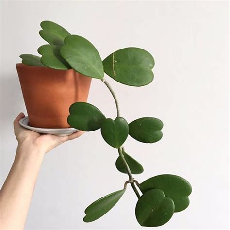 10 Beautiful Hoya Varieties You Can Grow Indoors Unlimitedgreens