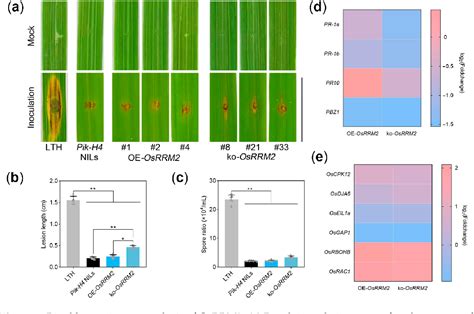 Figure 3 From Unveiling The Role Of Rna Recognition Motif Proteins In Orchestrating Nucleotide