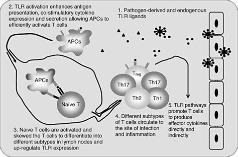 Modulation Of Innate And Adaptive Immunity Through Toll Like Receptor Download Scientific