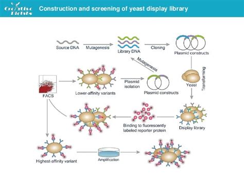 Yeast Display Technology Creative Biolabs