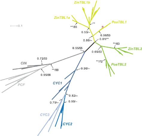 Bayesian Phylogenetic Hypothesis Of Class Ii Tcp Transcription Factors Download Scientific