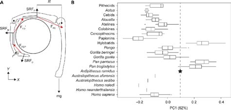 MCP And Interphalangeal Joint Shape Contributes To Suspensory Download Scientific Diagram