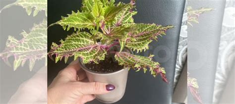 Колеусы вегетативные черенки купить в Красноярске Товары для дома и дачи Авито