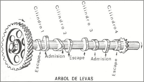 Árbol De Leva Qué Es Tipos Ubicación E Importancia