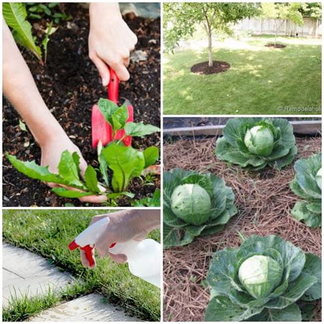 14 Tips Get Rid Of Weeds From The Garden Once And For All