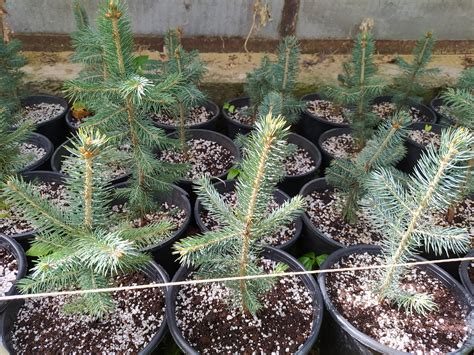 წიწვოვანი მცენარეები