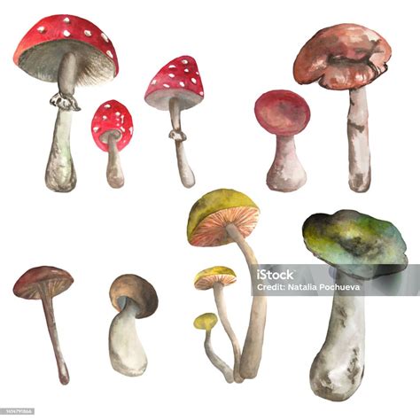 버섯 구성 수채화 그림 흰색 배경의 비트맵 이미지입니다 엽서 포스터 패턴에 사용할 수 있습니다 0명에 대한 스톡 벡터 아트 및 기타 이미지 Istock
