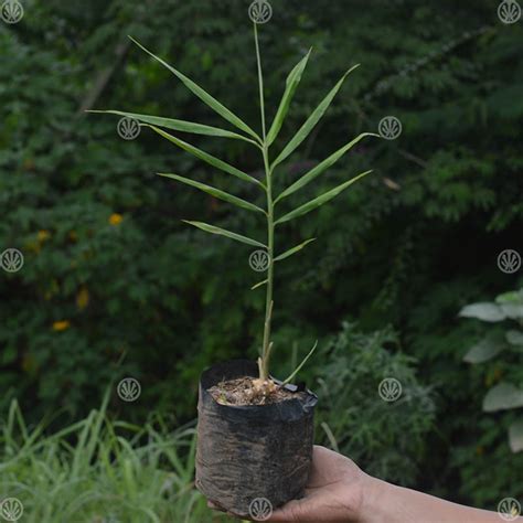 Jual Tanaman Jahe Emprit Shopee Indonesia