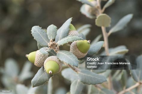 Quercus Ilex Subs Ballota Bellotas Verdes Aún Inmaduras Con Hojas De
