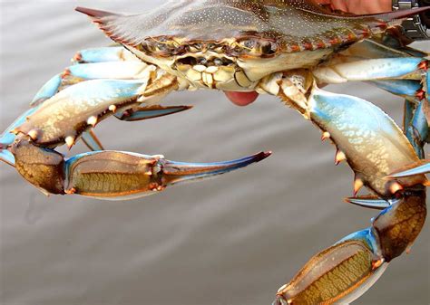 20 Captivating Crab Facts You Didnt Know Ohmyfacts