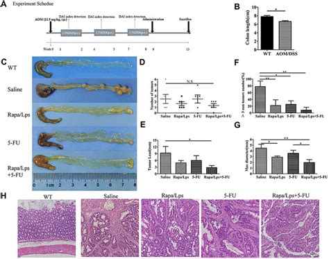 Rapamycin Liposomes Combined With 5 Fu Suppresses Aom Dss Induced Colon Download Scientific