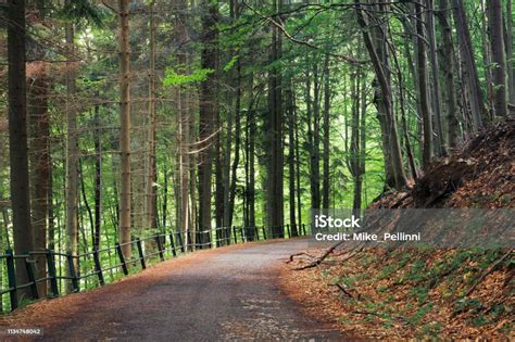 너도 밤나무와 침 엽 수림을 통과 하는 오래 된 아스팔트 길 0명에 대한 스톡 사진 및 기타 이미지 0명 가장자리 경관 Istock